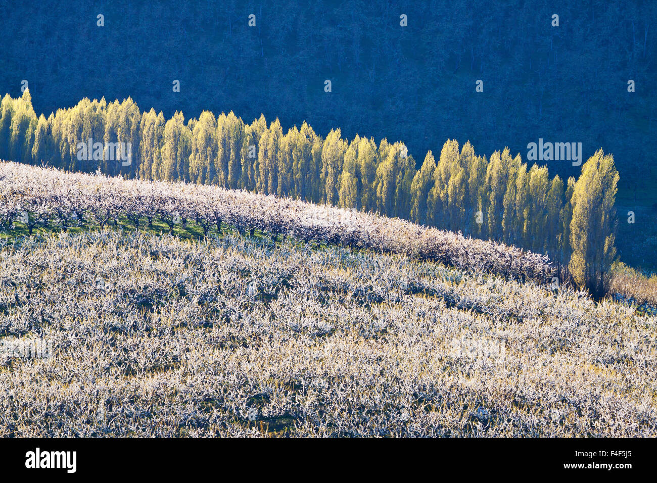 USA, Oregon, Columbia Gorge. Spring apple orchards Stock Photo - Alamy