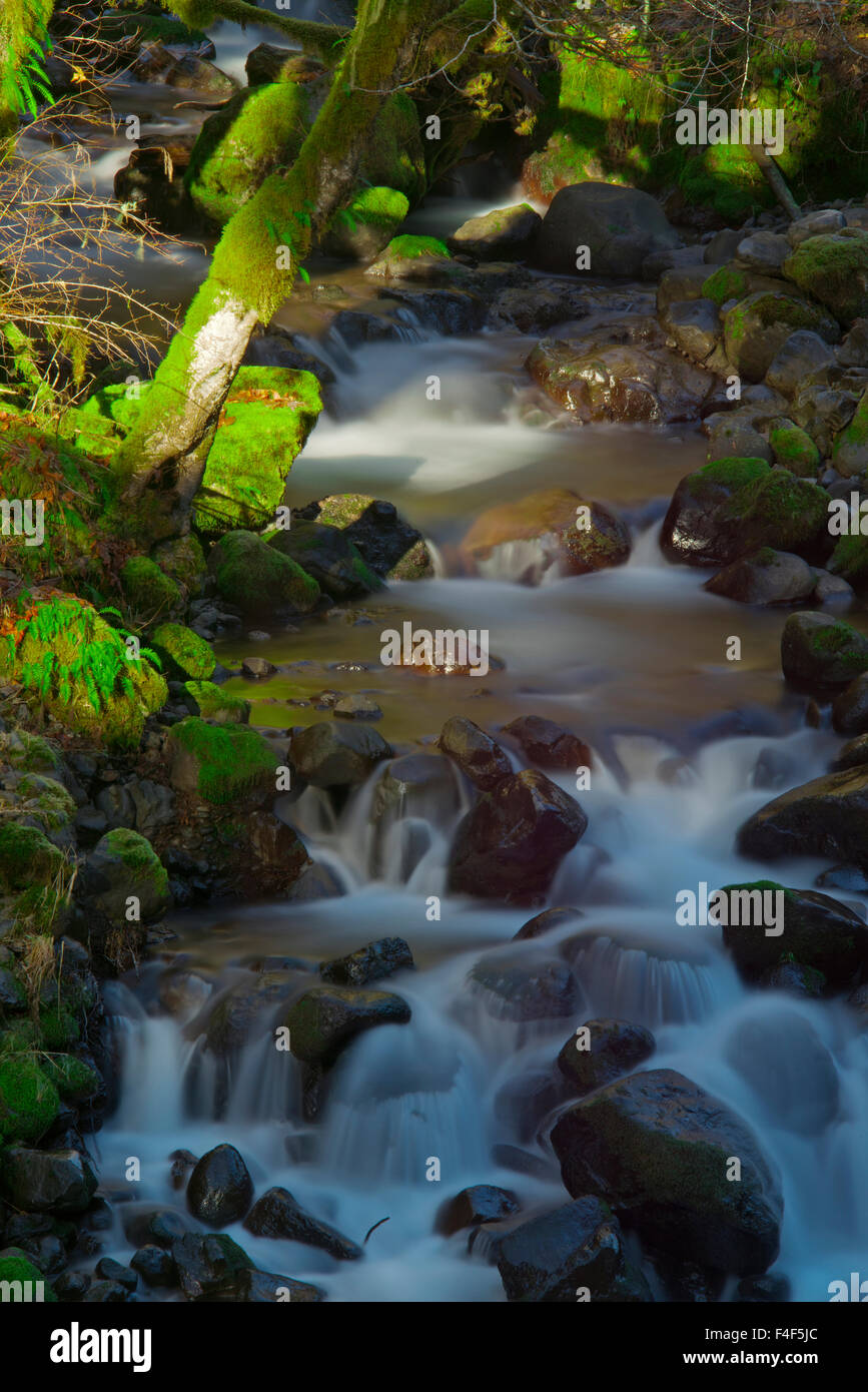 A small tributary stream in the Oregon Cascades empties into the Little ...