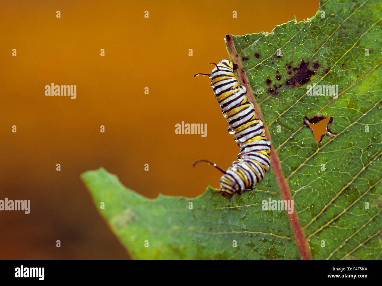 USA, Pennsylvania. Monarch caterpillar eating leaf. Credit as: Nancy ...