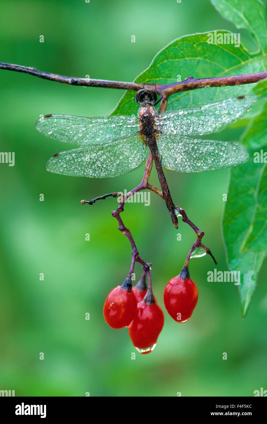 USA, Pennsylvania. Dragonfly on branch with cherries. Credit as: Nancy ...