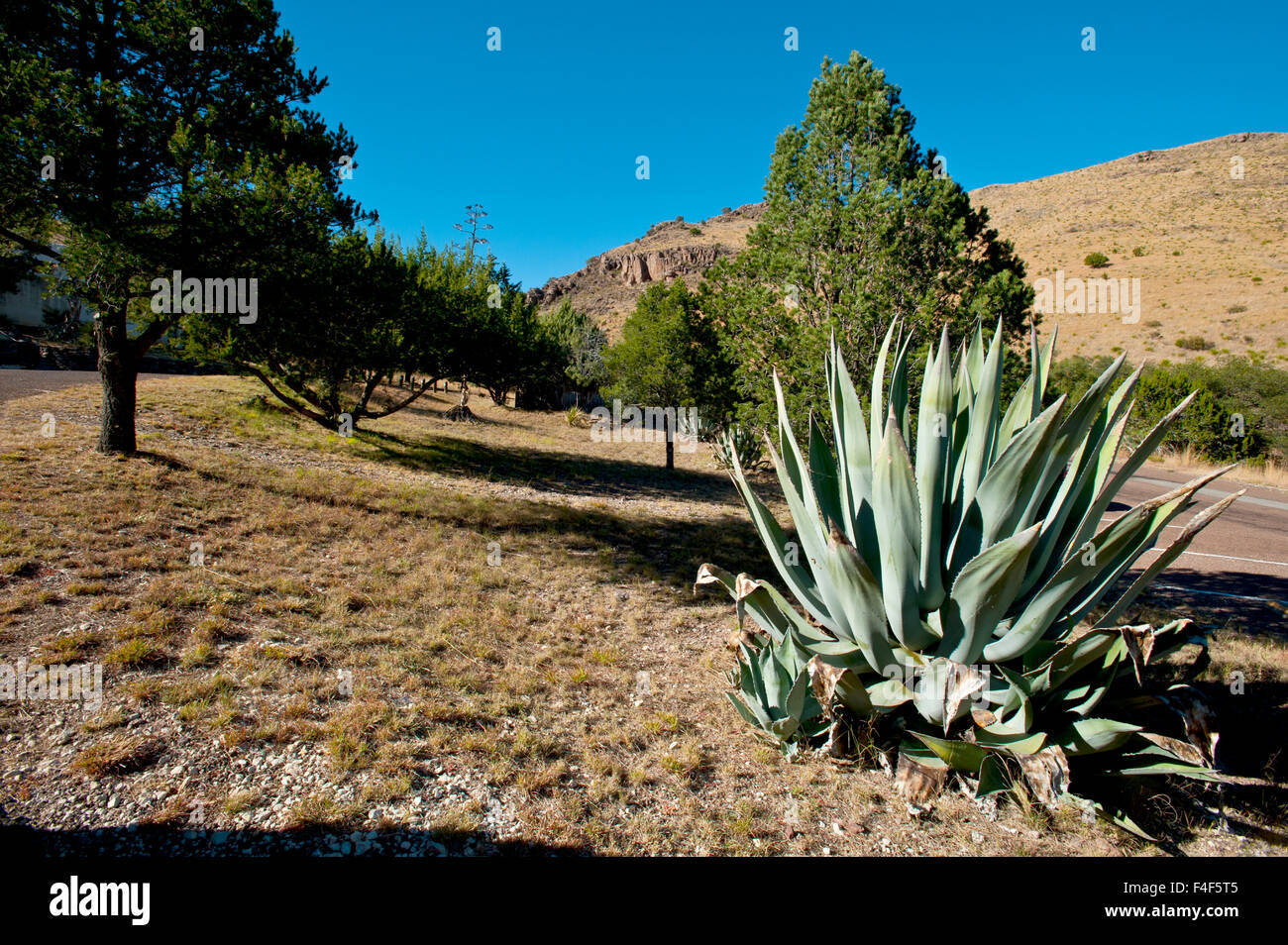 USA, Fort Davis, Texas, Davis Mountains State Park views along Park ...