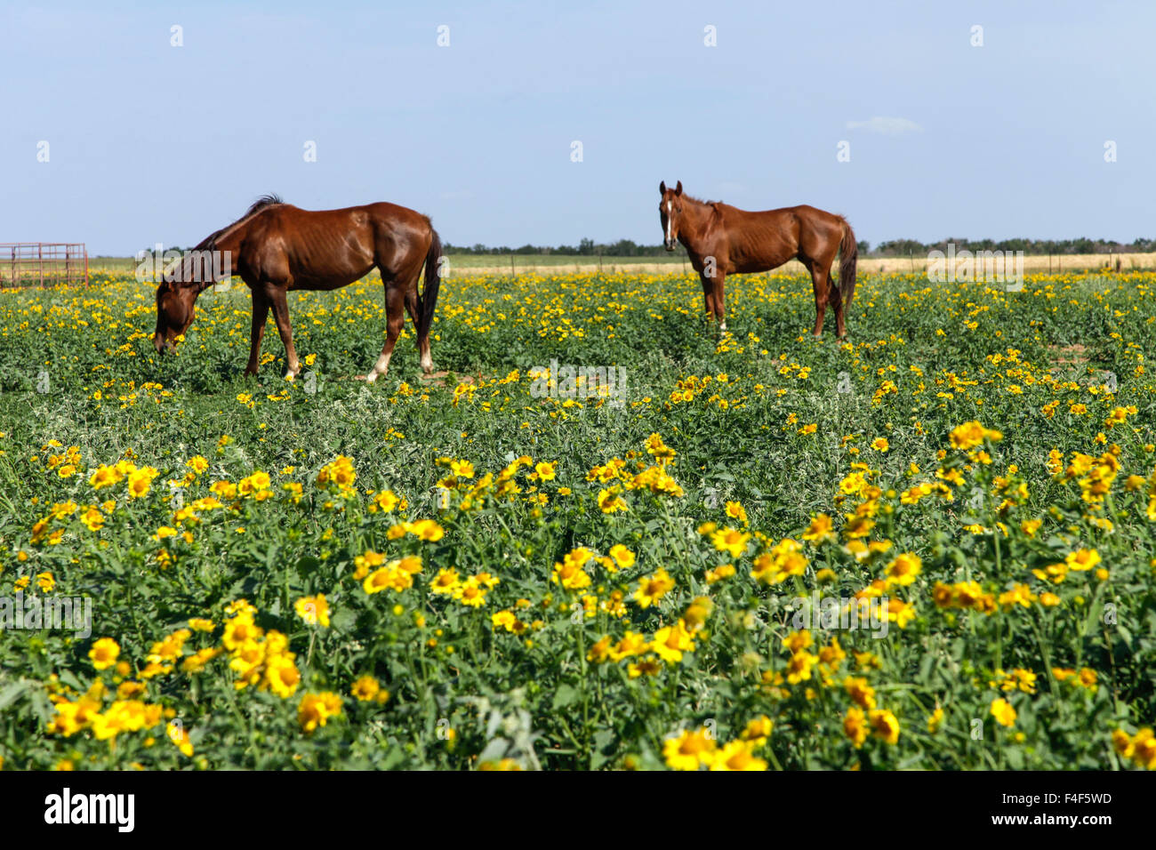 McLean, Texas, USA. Route 66 Stock Photo - Alamy