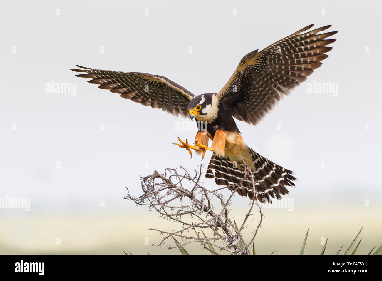 Laguna Atascosa National Wildlife Refuge, Texas. Aplomado Falcon (Falco ...