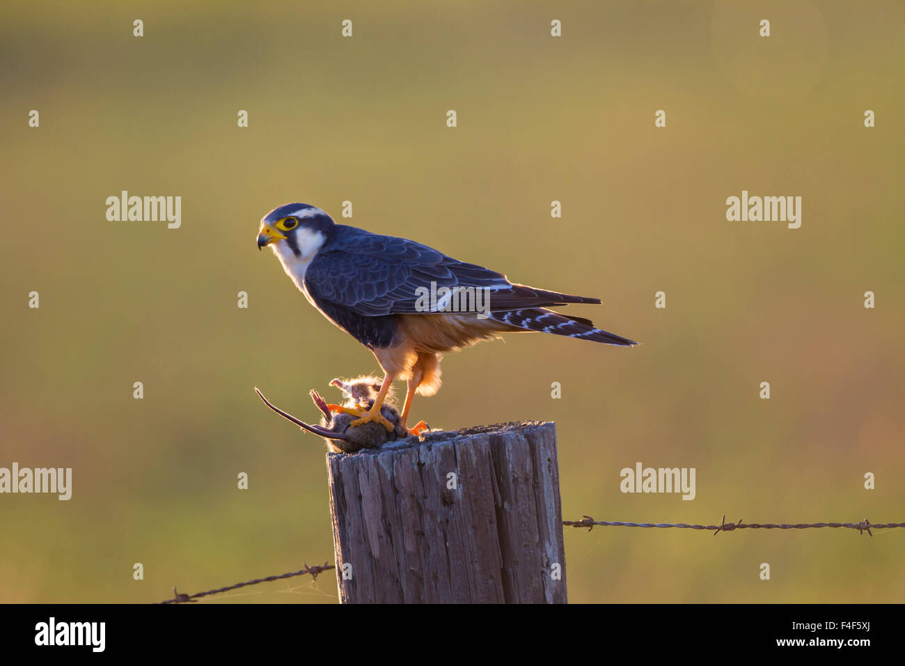 Cameron County, Texas. Aplomado Falcon (Falco femoralis) eating hispid ...