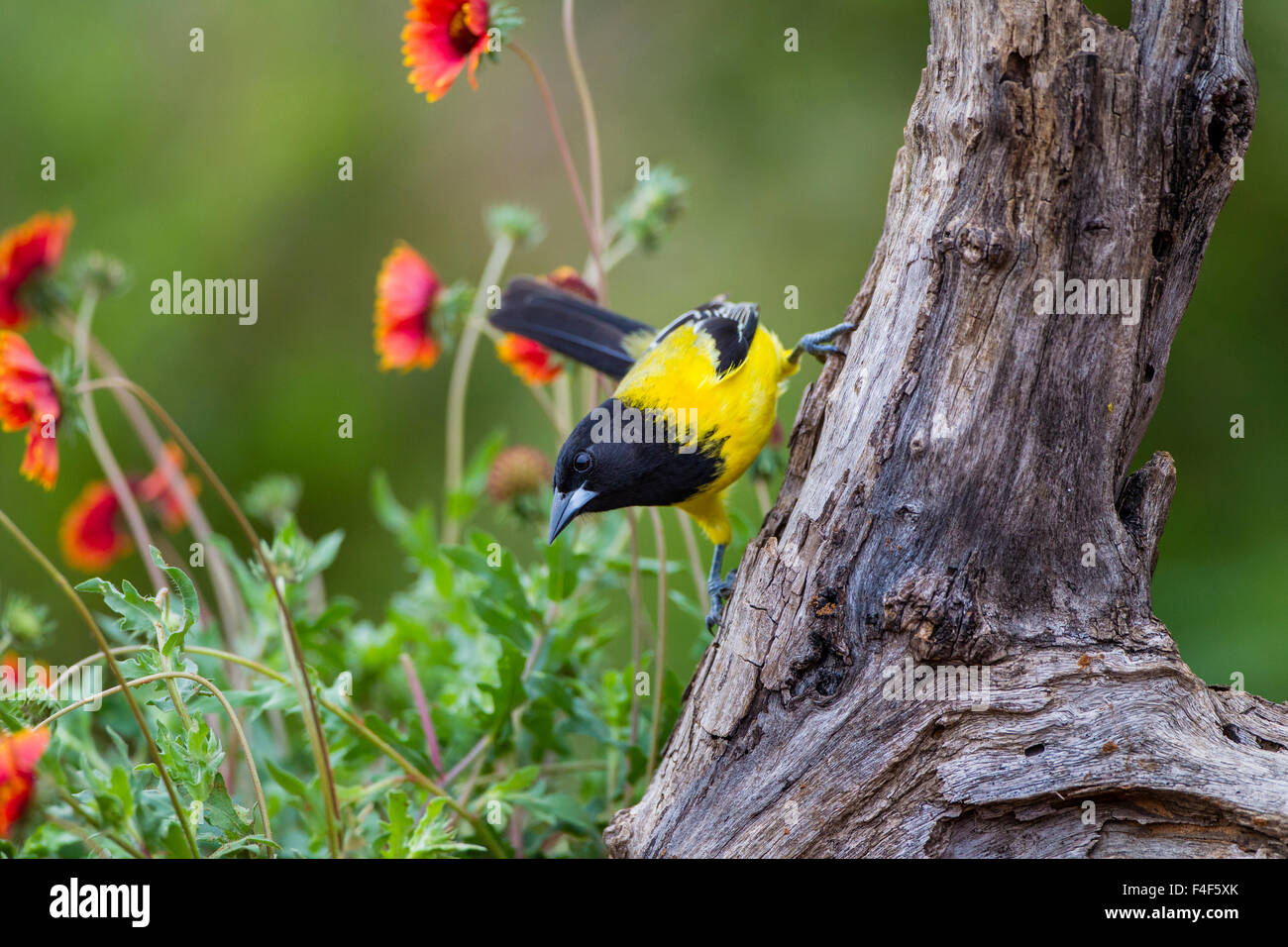 Santa Clara Ranch, Starr County, Texas. Audubon's Oriole (Icterus ...