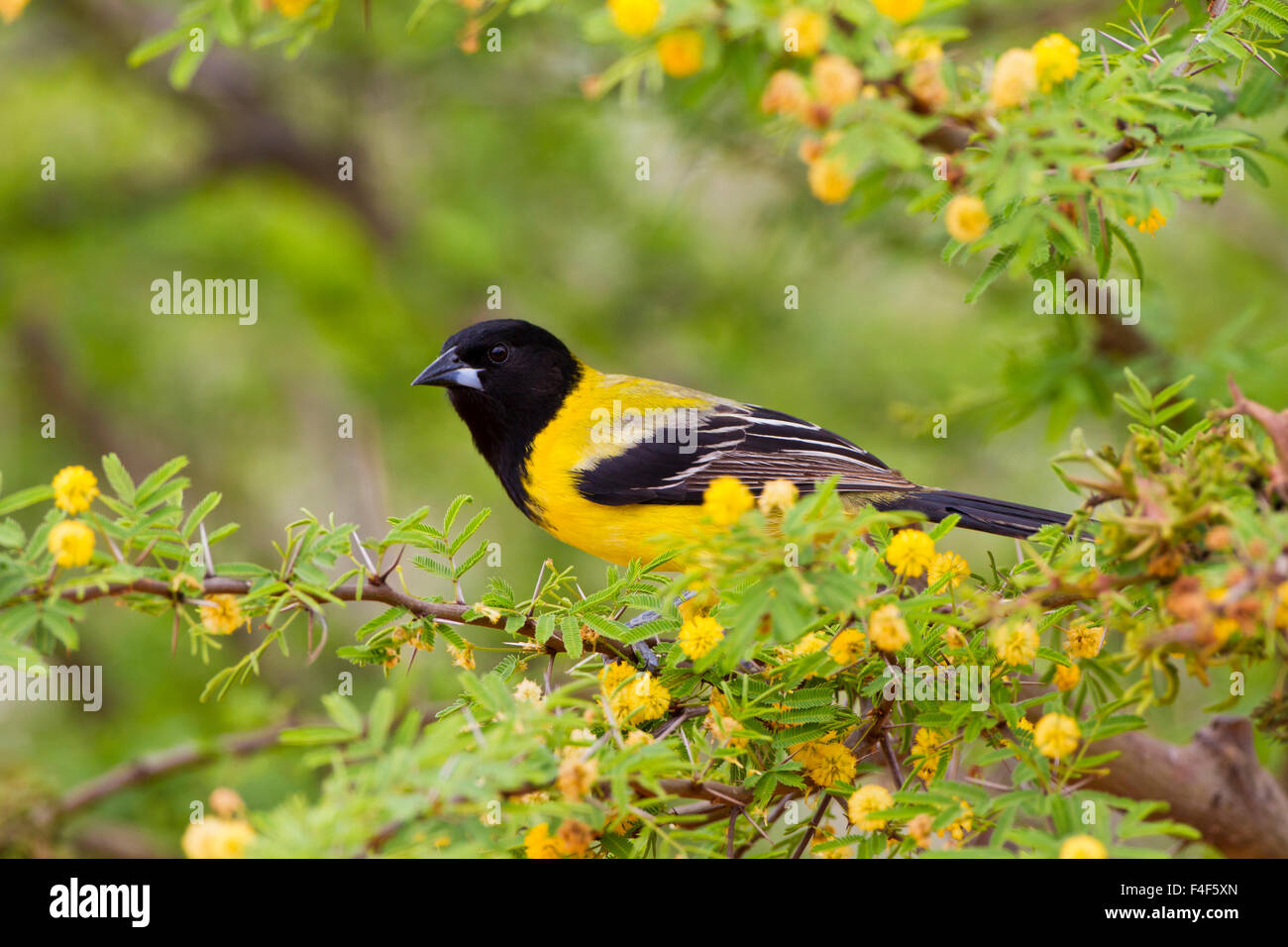 Icterus graduacauda hi-res stock photography and images - Alamy