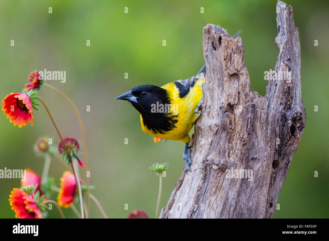 Santa Clara Ranch, Starr County, Texas. Audubon's Oriole (Icterus ...
