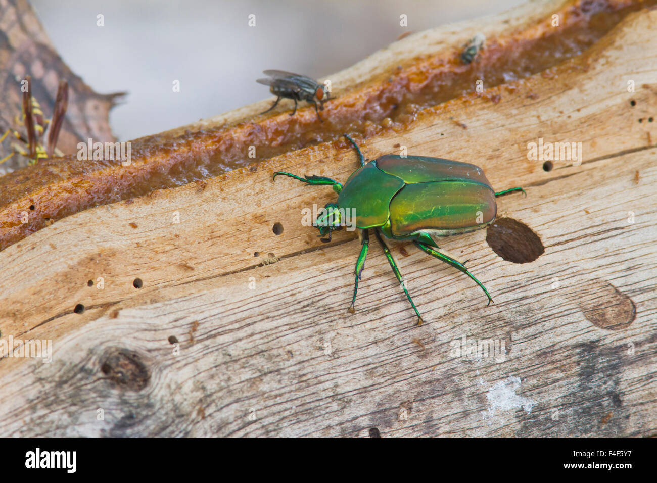 Hidalgo County, Texas. Green June Beetle (Cotinis nitida) on log Stock ...