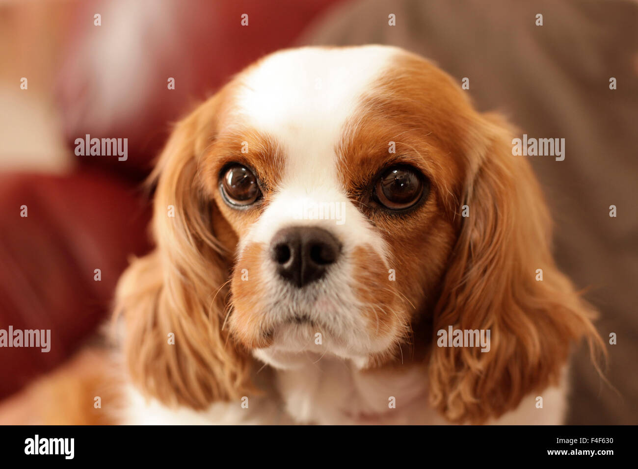 Charles easton hi-res stock photography and images - Alamy