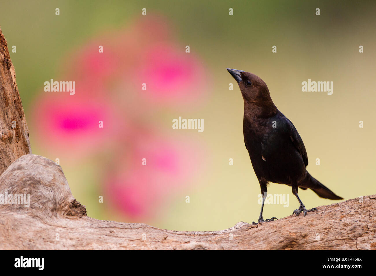 Hidalgo County, Texas. Brown-headed Cowbird (Molothrus ater) male in ...