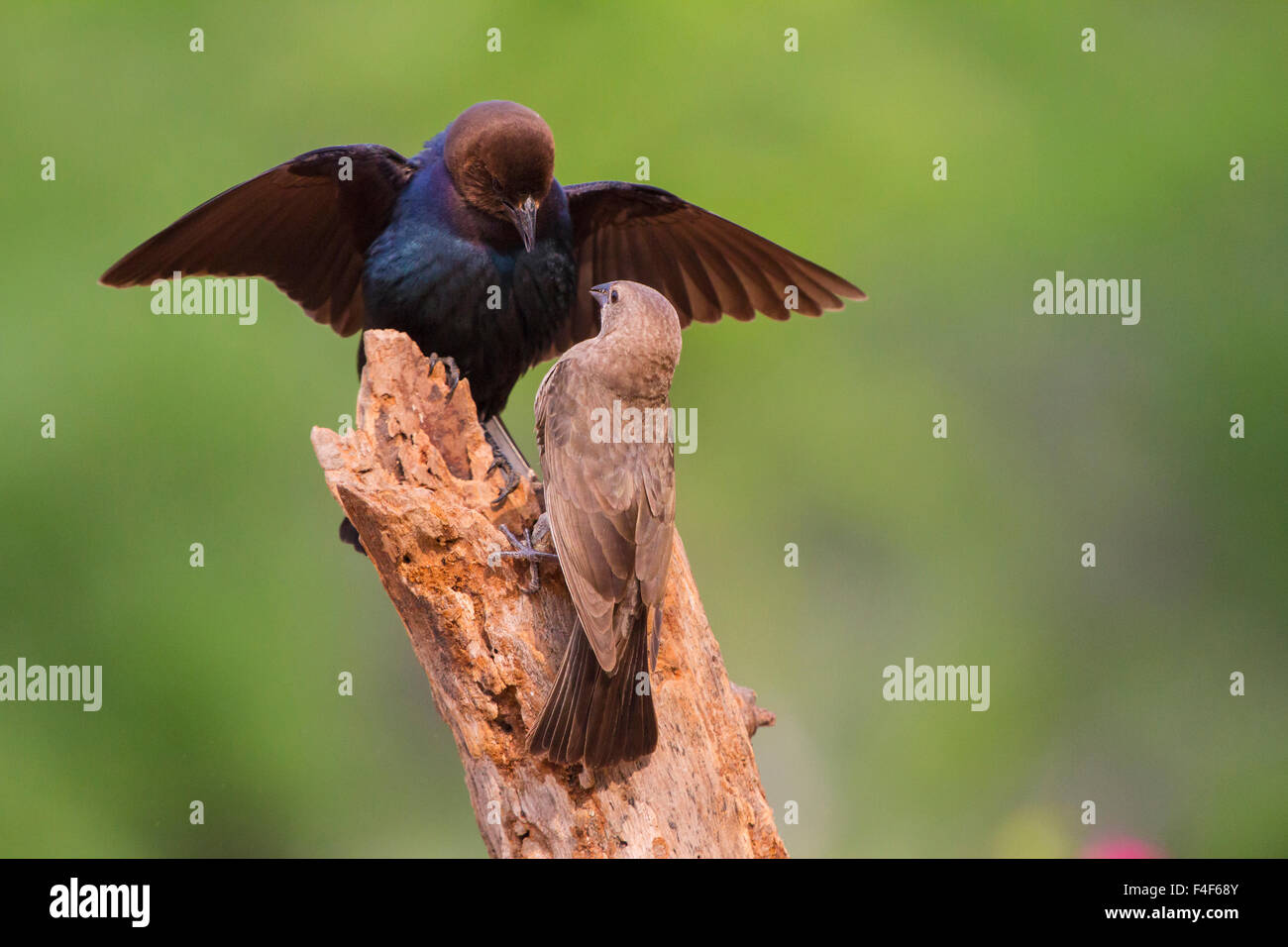 Hidalgo County, Texas. Brown-headed Cowbird (Molothrus ater) male in ...