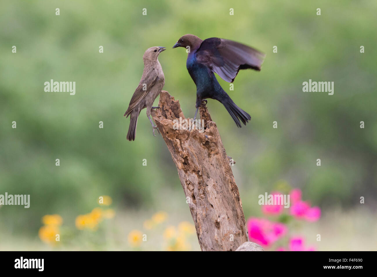 Brown headed cowbird nest hi-res stock photography and images - Alamy