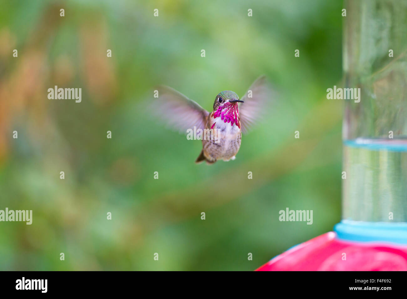 Jeff Davis County, Texas. Calliope Hummingbird (Stellula calliope) male ...