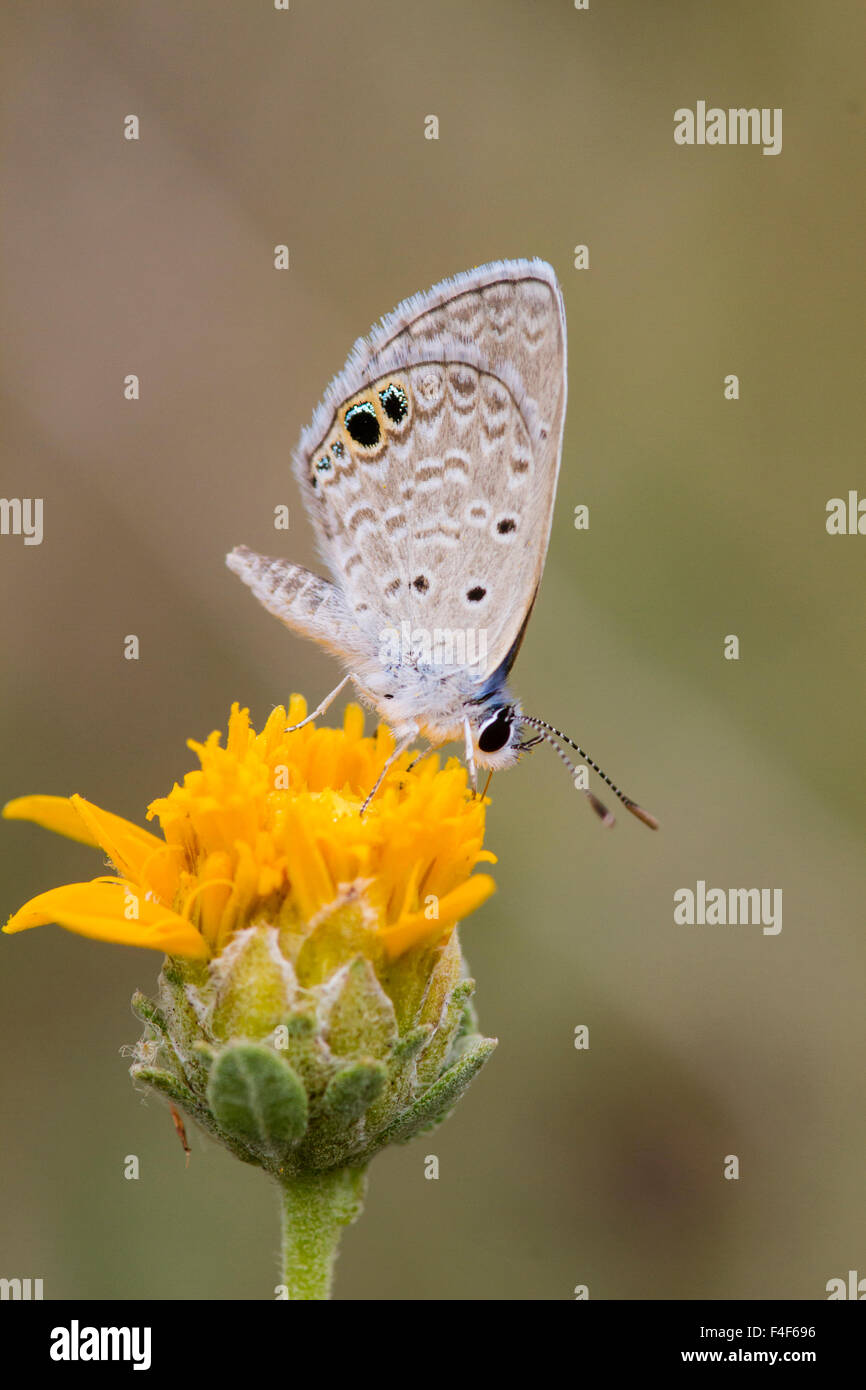 Cameron County, Texas. Ceraunus Blue (Hemiargus ceraunus) butterfly ...