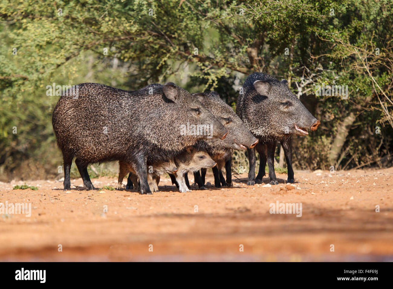Female javelina hi-res stock photography and images - Alamy