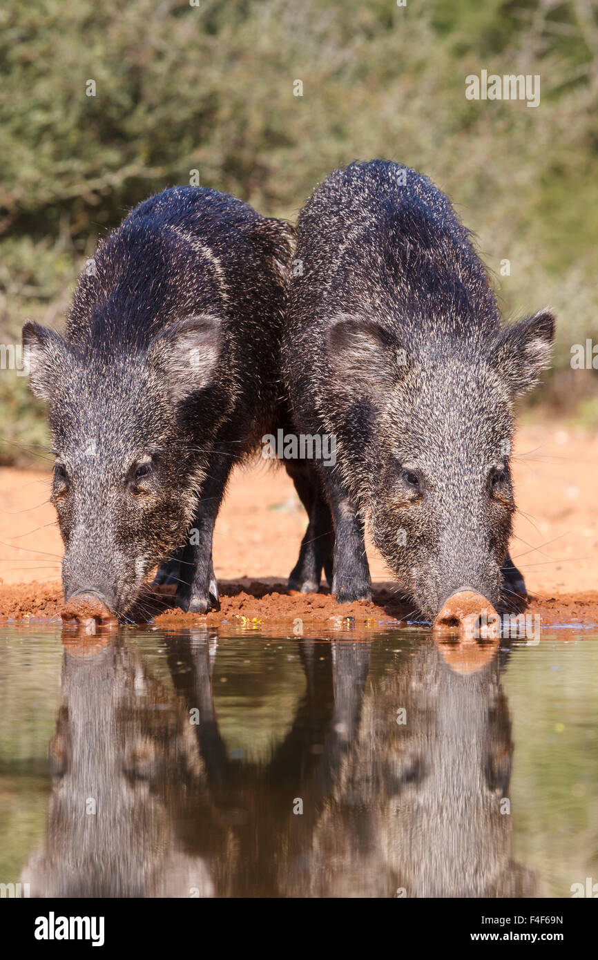 Starr County, Texas. Collared Peccary (Pecari tajacu) family in south ...