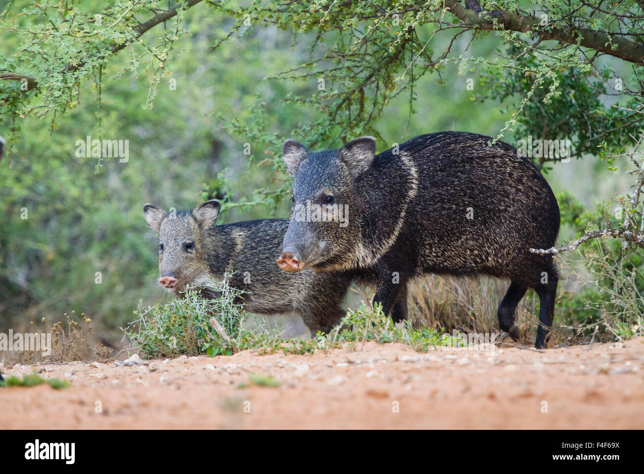 Starr County, Texas. Collared Peccary (Pecari tajacu) family in south ...