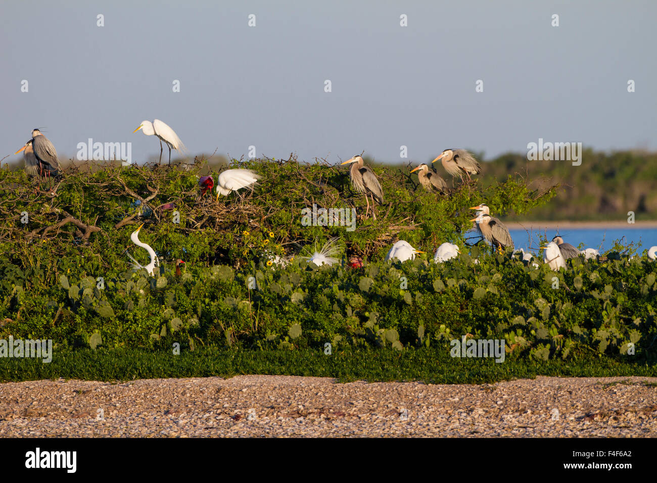 Calhoun County, Texas. Colonial bird nest colony on shell island on the ...