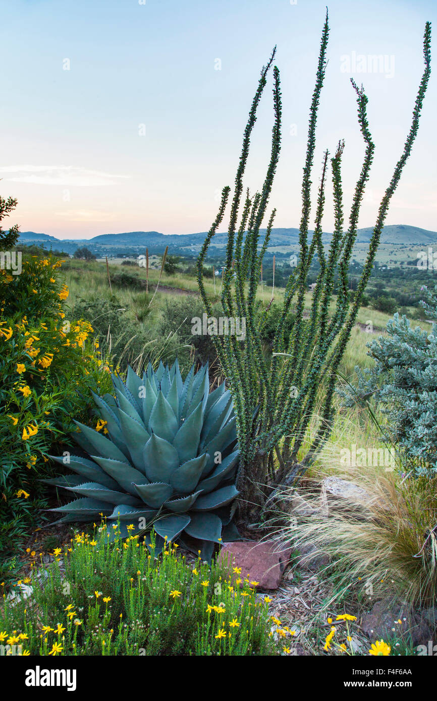 Jeff Davis County, Texas. Davis Mountains and desert vegetation Stock ...