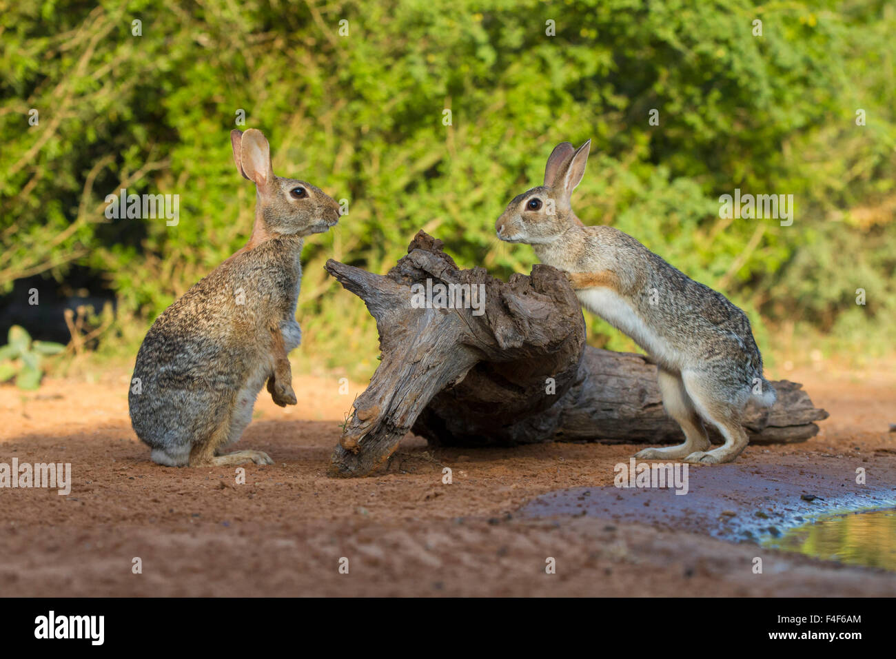 County rabbits hi-res stock photography and images - Alamy