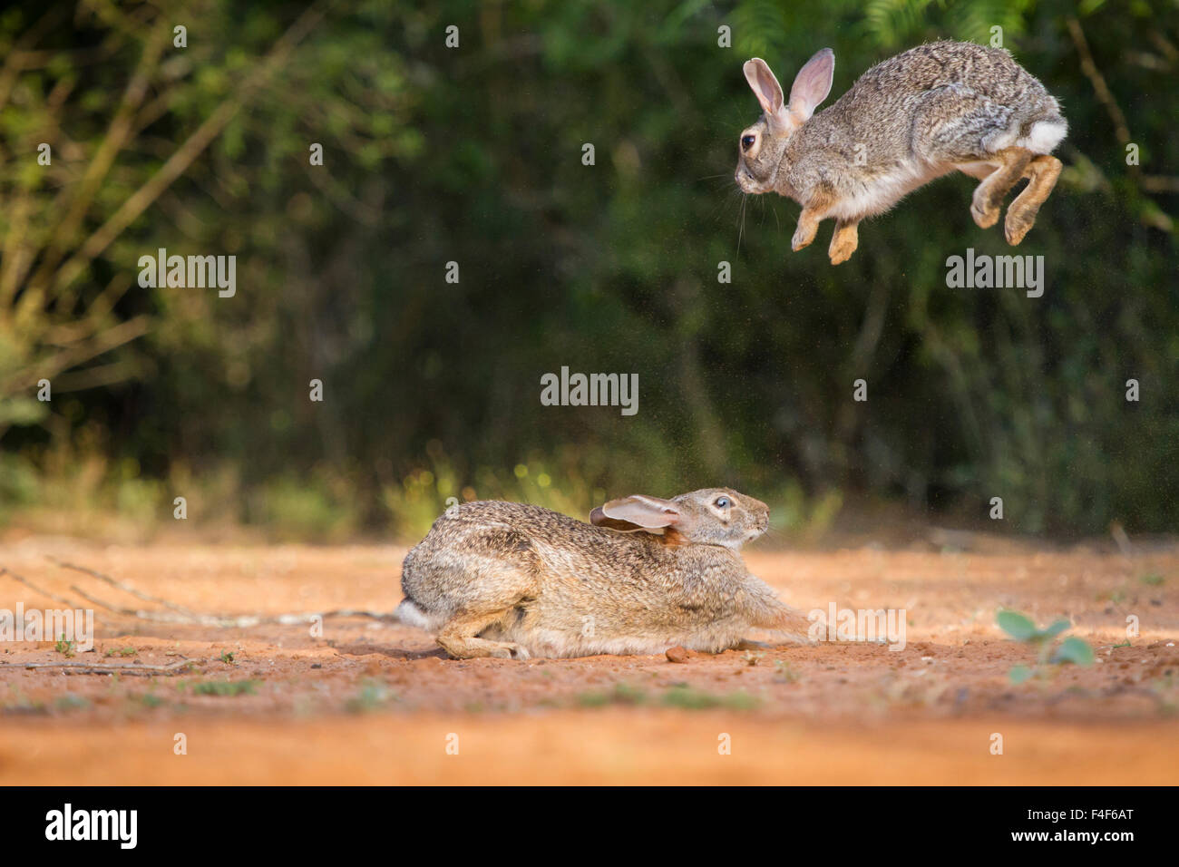 County rabbits hi-res stock photography and images - Alamy