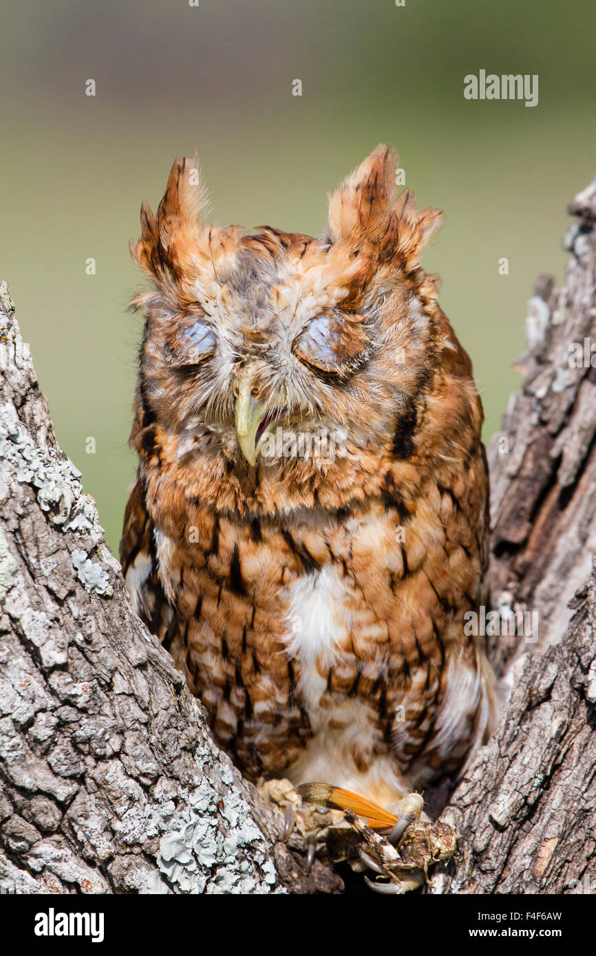 Eastern screech owl eating hi-res stock photography and images - Alamy
