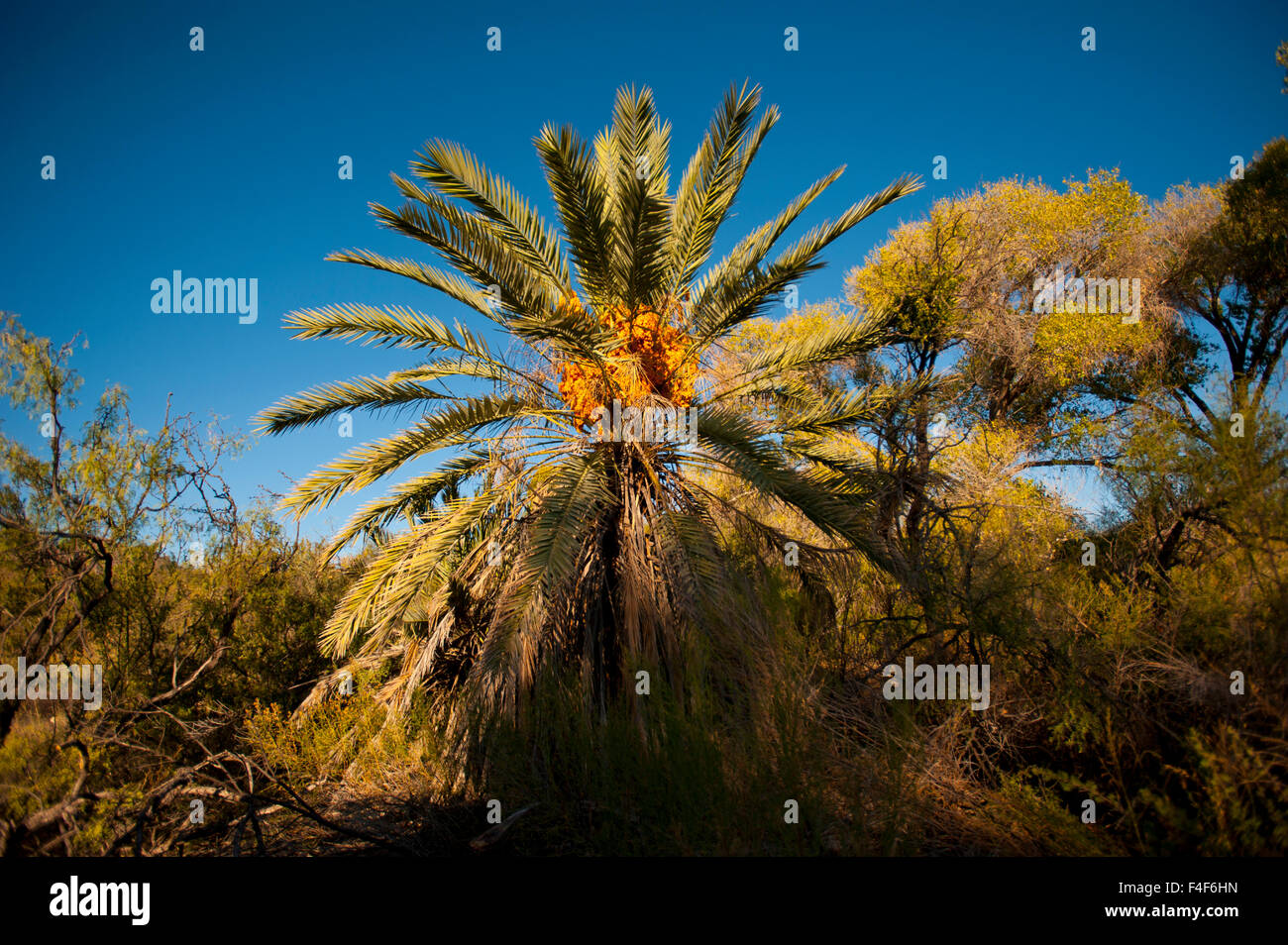 USA, Texas, Big Bend National Park, Sego Palm Tree at Dugout Wells ...