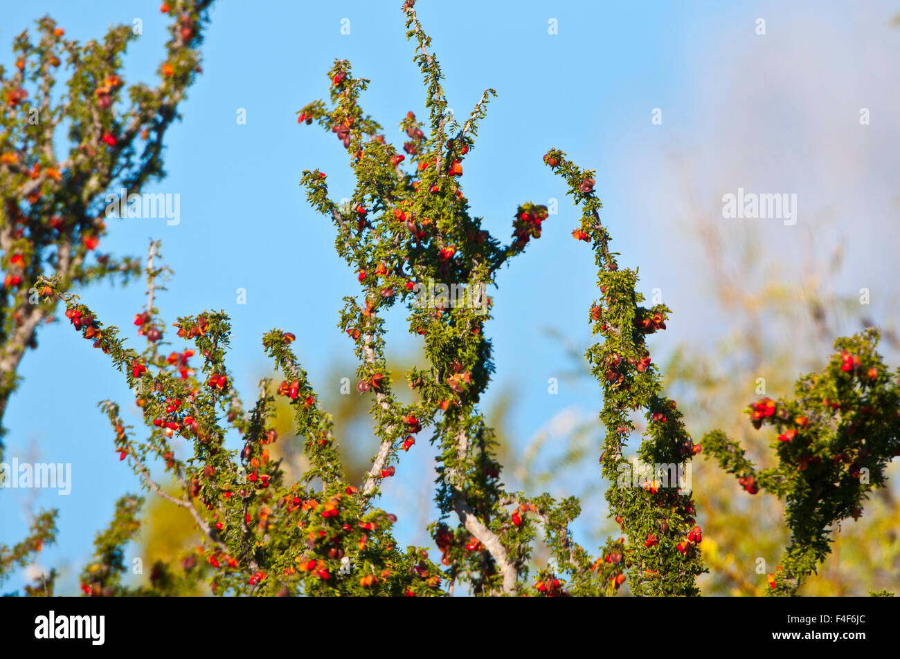 USA, Texas, Big Bend National Park, Wolfberry Shrub in Dugout Wells ...