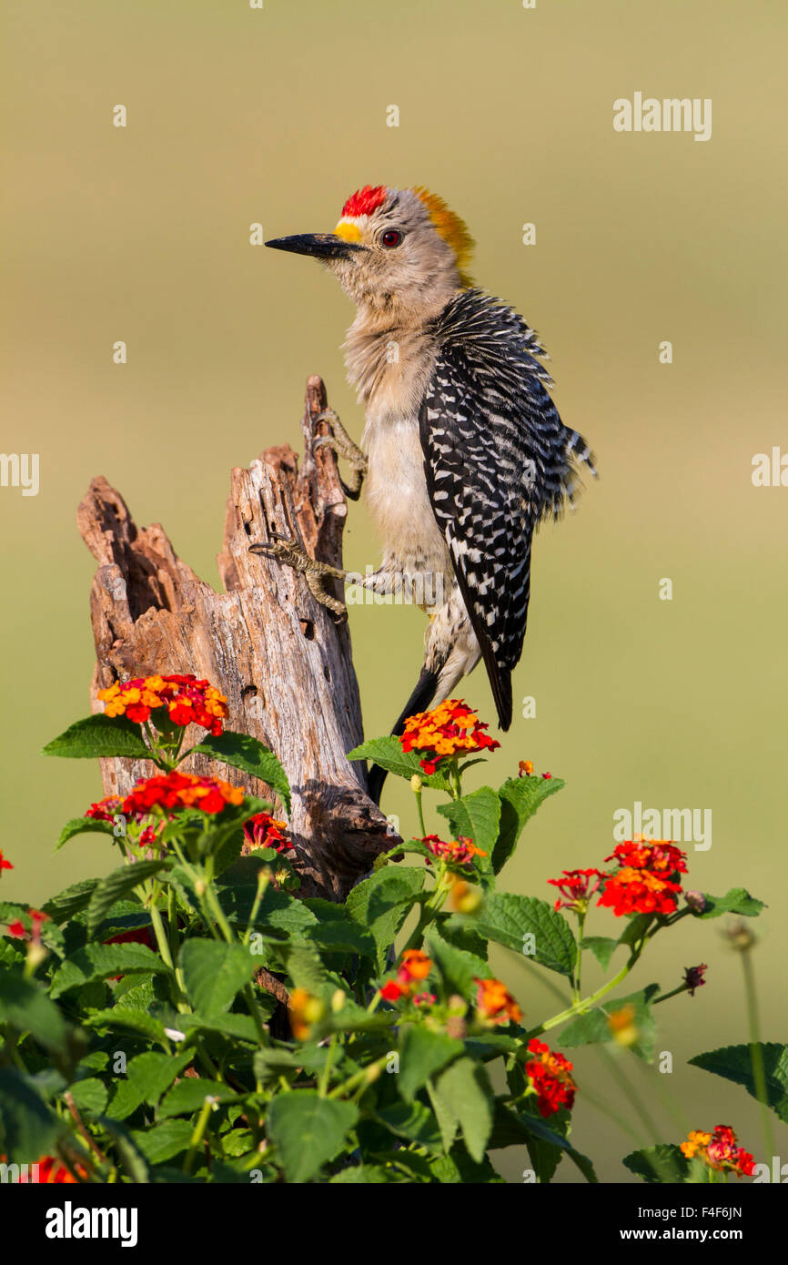 Hidalgo County Texas Golden Fronted Woodpecker Melanerpes Aurifrons