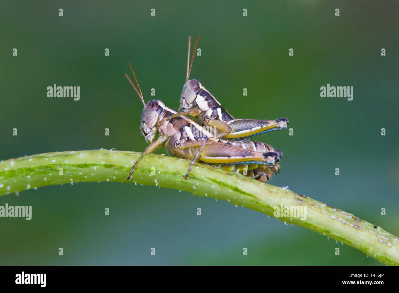 Hidalgo County, Texas. Grasshoppers (order Orthoptera) mating Stock ...
