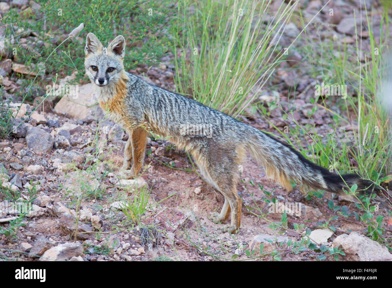 Jeff Davis County, Texas. Gray Fox (Urocyon Cinereoargenteus) standing ...