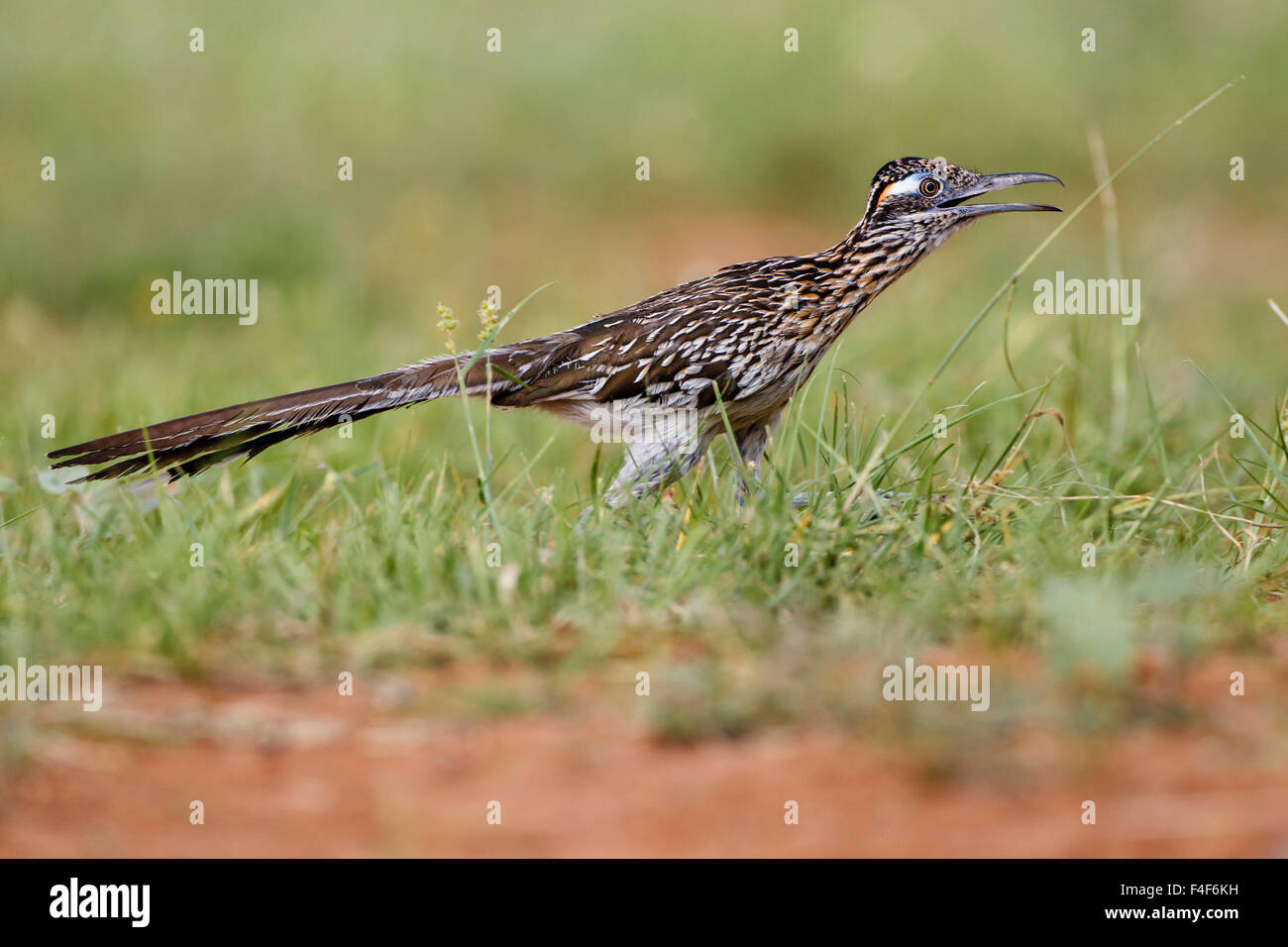 Greater roadrunner chasing hi-res stock photography and images - Alamy