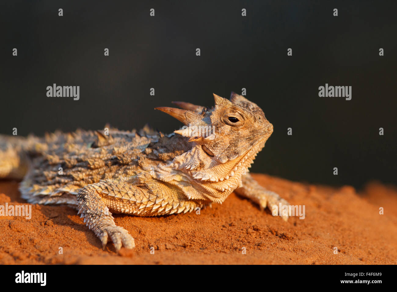Horned lizard ant hi-res stock photography and images - Alamy