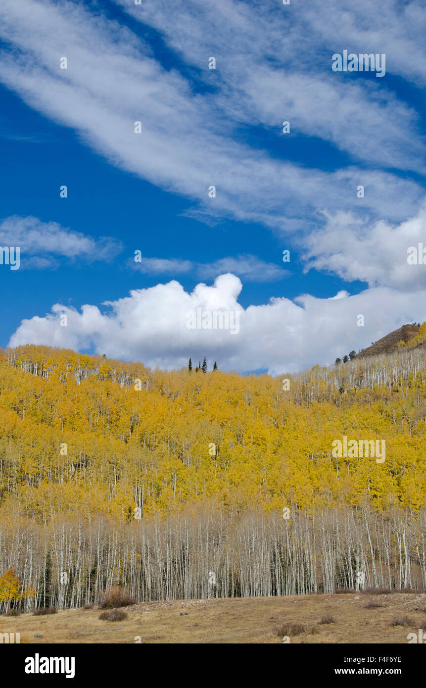 Aspen Trees, Fall, Foliage, near Willow Lake, Big Cottonwood Canyon ...