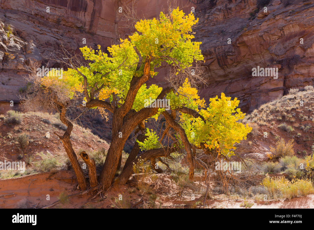 USA, Utah, Canyonlands National Park, Horseshoe Canyon, Cottonwood tree ...