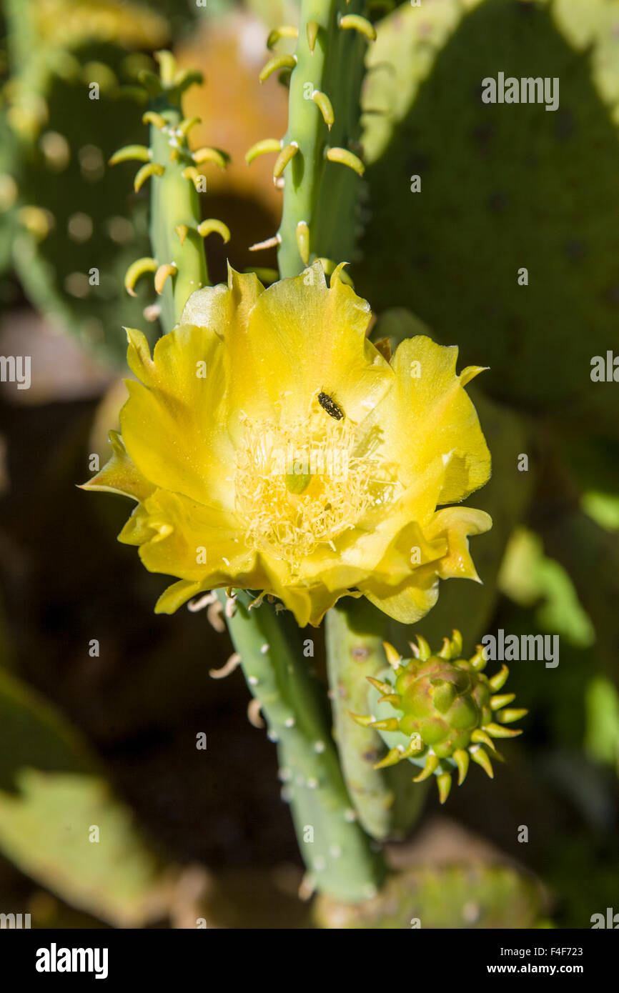 USA, Austin, Texas. Spineless Prickly Pear (opuntia ellisiana) at the ...