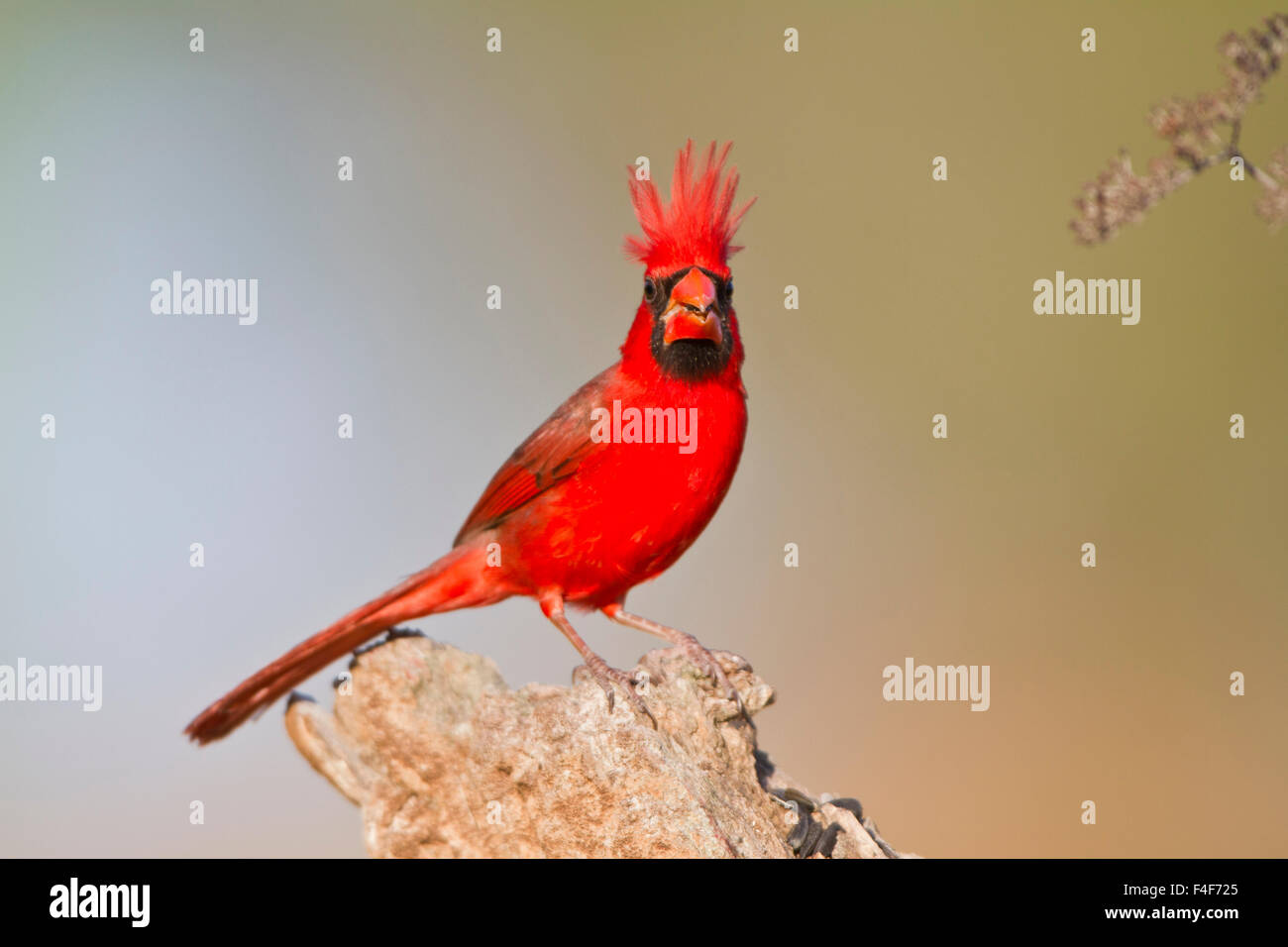 Northern Cardinal (Cardinalis cardinalis) male Starr Co., TX Stock ...