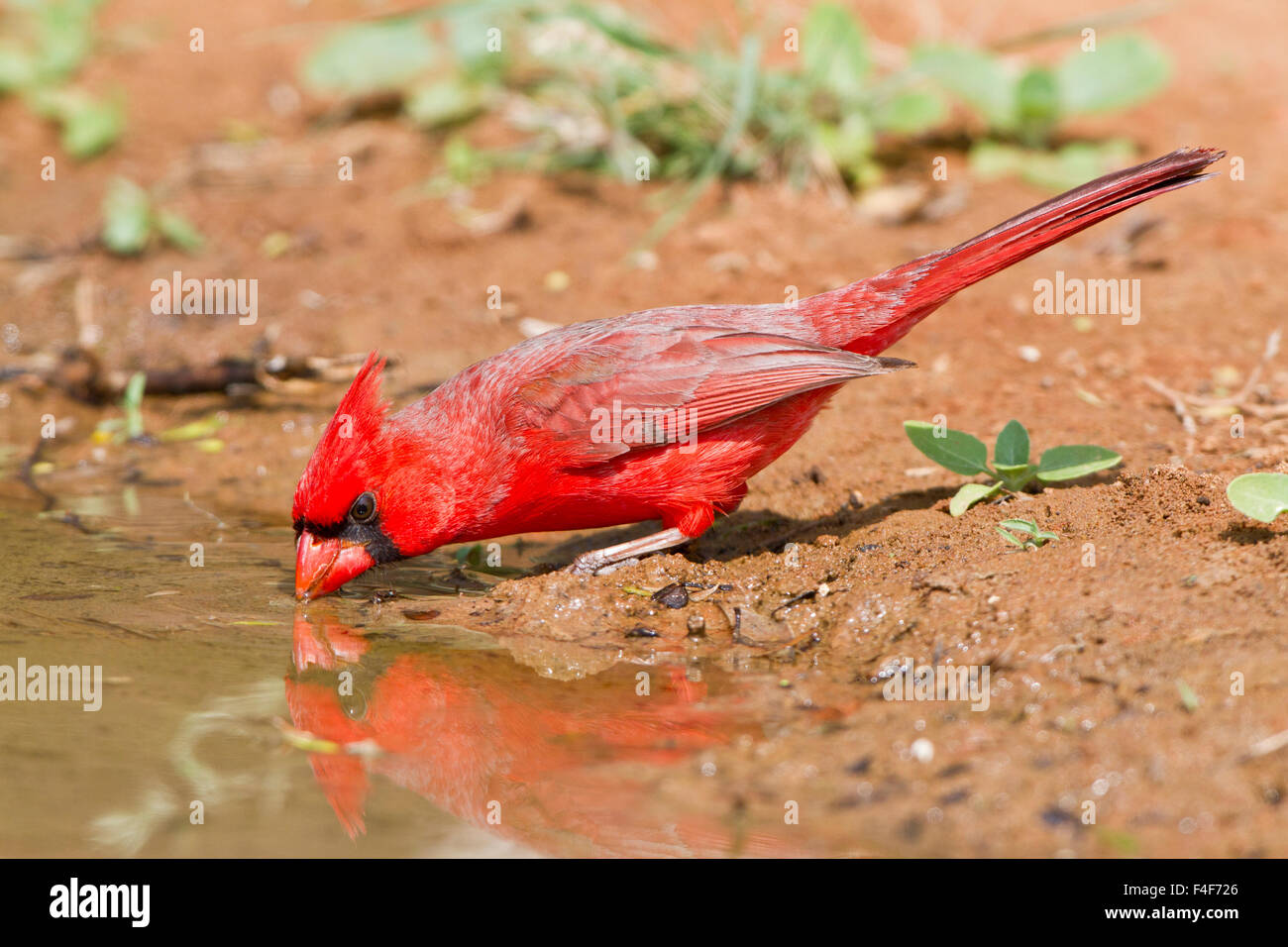 Northern cardinal drinking water hi-res stock photography and images ...
