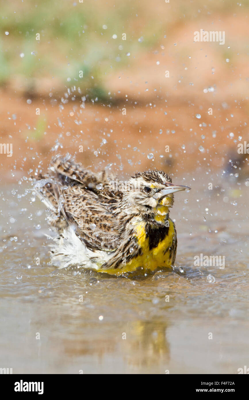 Eastern meadowlark insect hi-res stock photography and images - Alamy