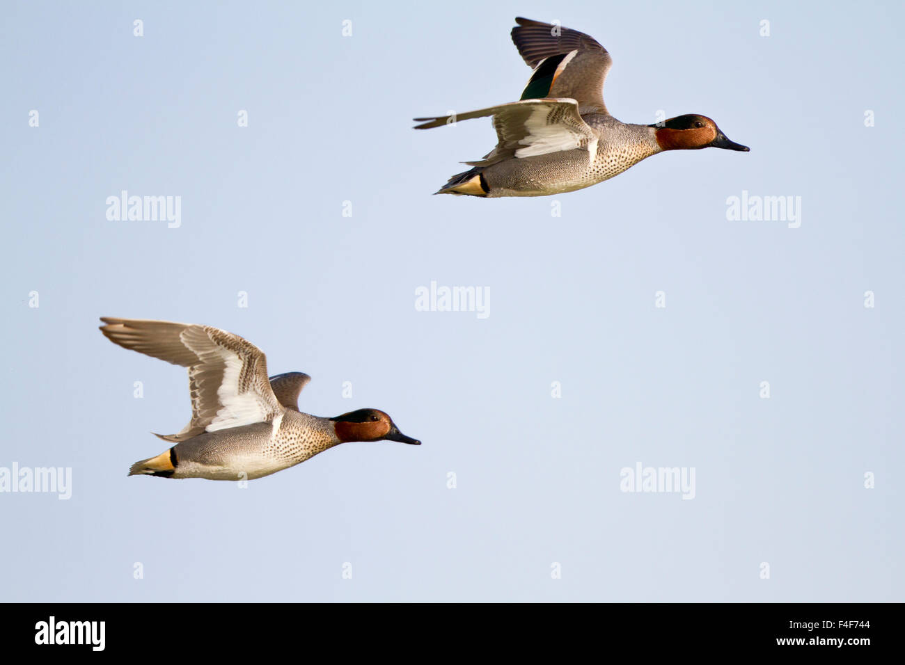 Green Winged Teal Landing