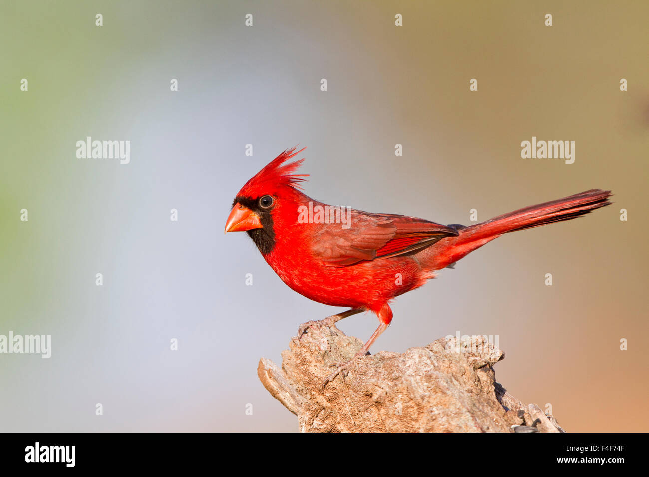 Northern Cardinal (Cardinalis cardinalis) male Starr, Texas, USA Stock ...