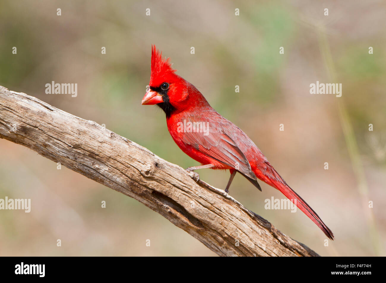 Northern Cardinal (Cardinalis cardinalis) male Starr, Texas, USA Stock ...