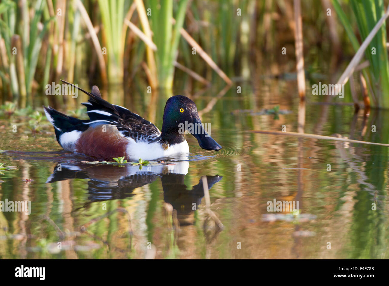 Lamellae bill hi-res stock photography and images - Alamy