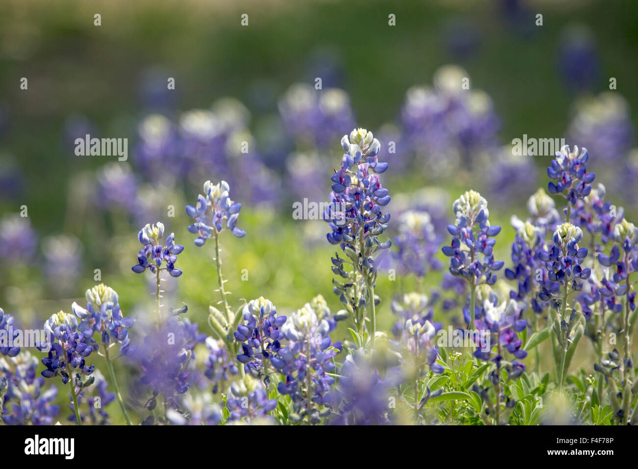 Texas bluebonnets, Austin, Texas Stock Photo - Alamy