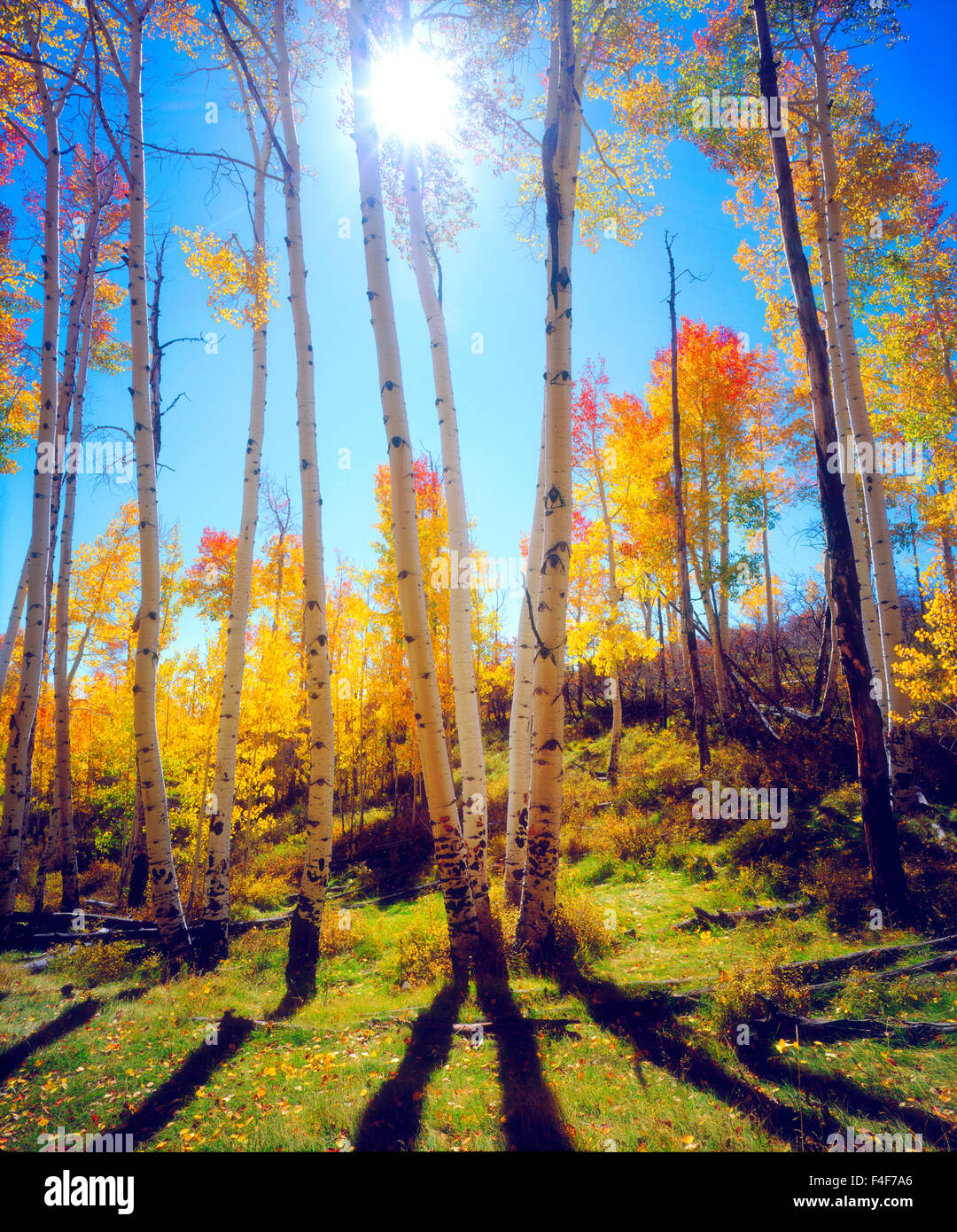 USA, Utah, Fall colors of Aspen trees. Credit as: Christopher Talbot ...