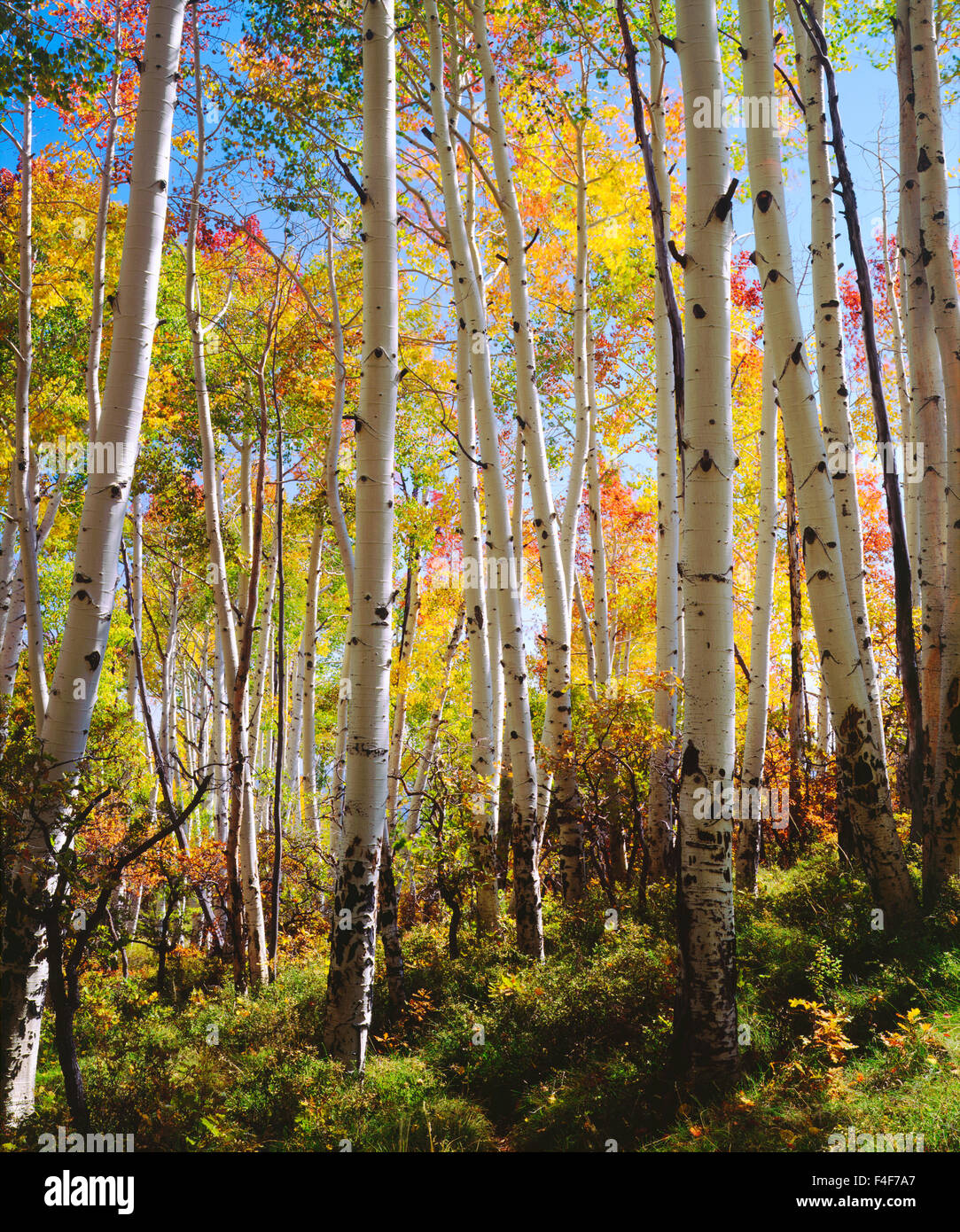 USA, Utah, Fall colors of Aspen trees. Credit as: Christopher Talbot ...