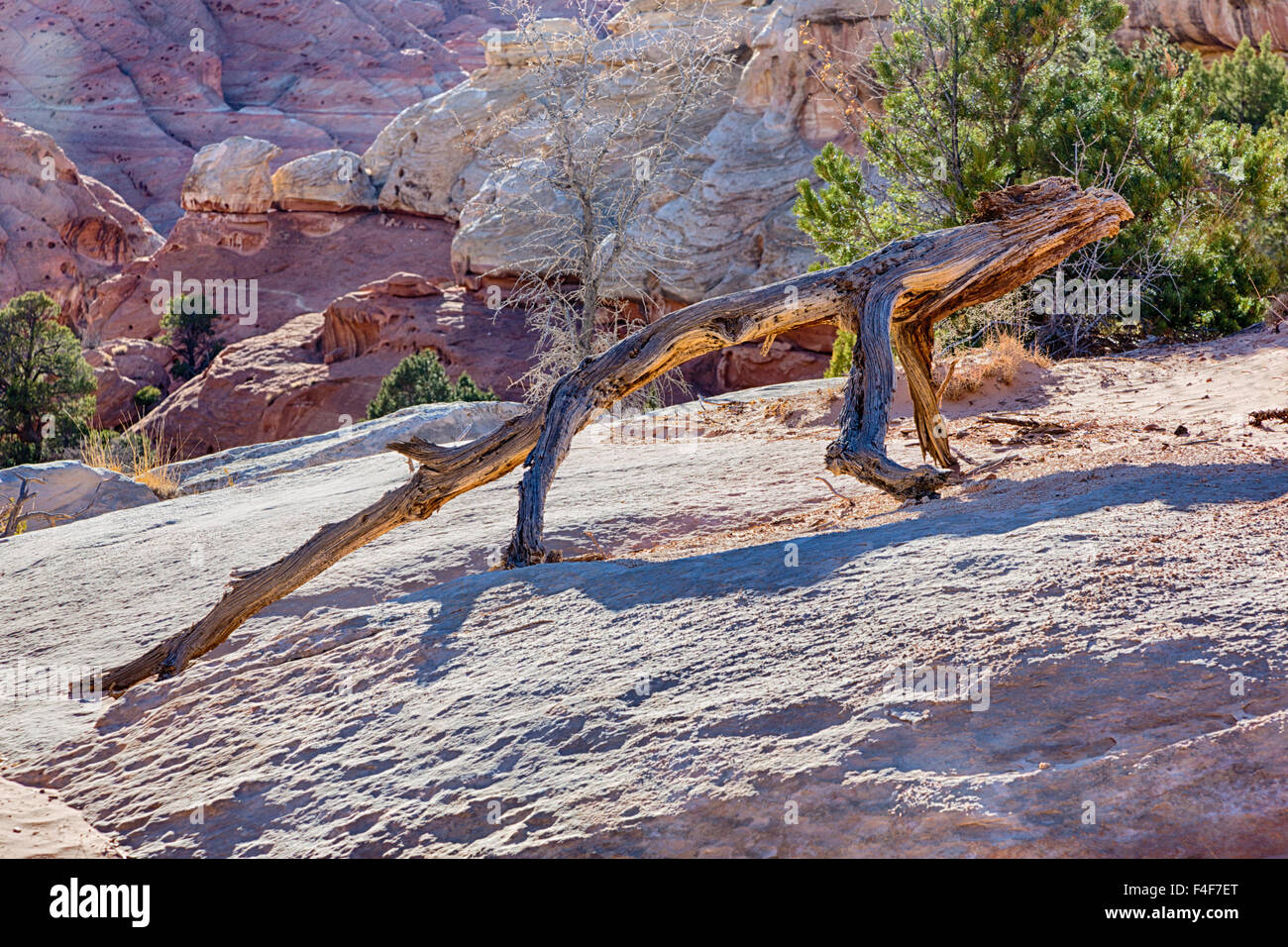 USA, Utah, Capitol Reef National Park, Lizard Log Stock Photo - Alamy