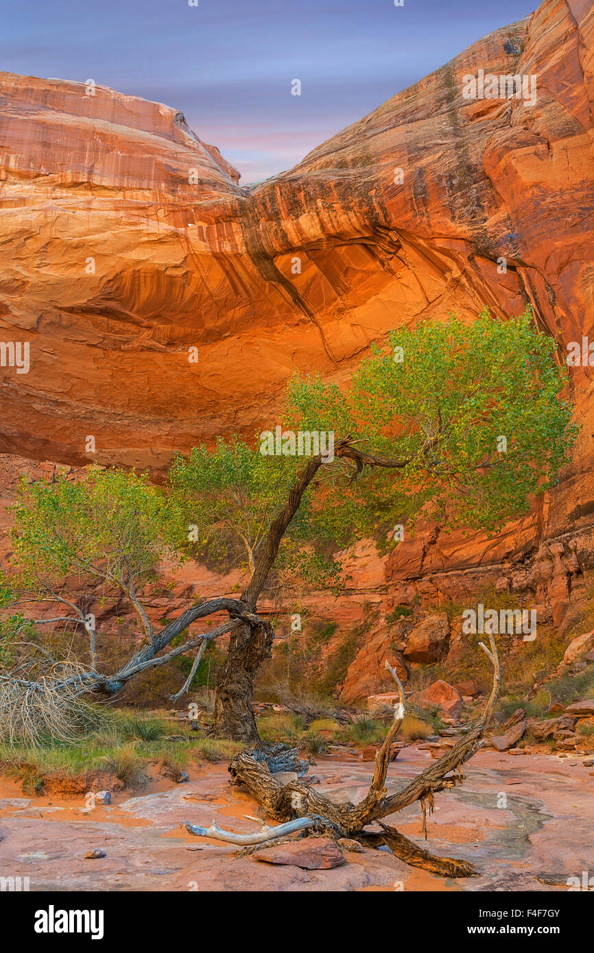 USA, Utah, Glen Canyon National Recreation Area. Cottonwood tree in ...