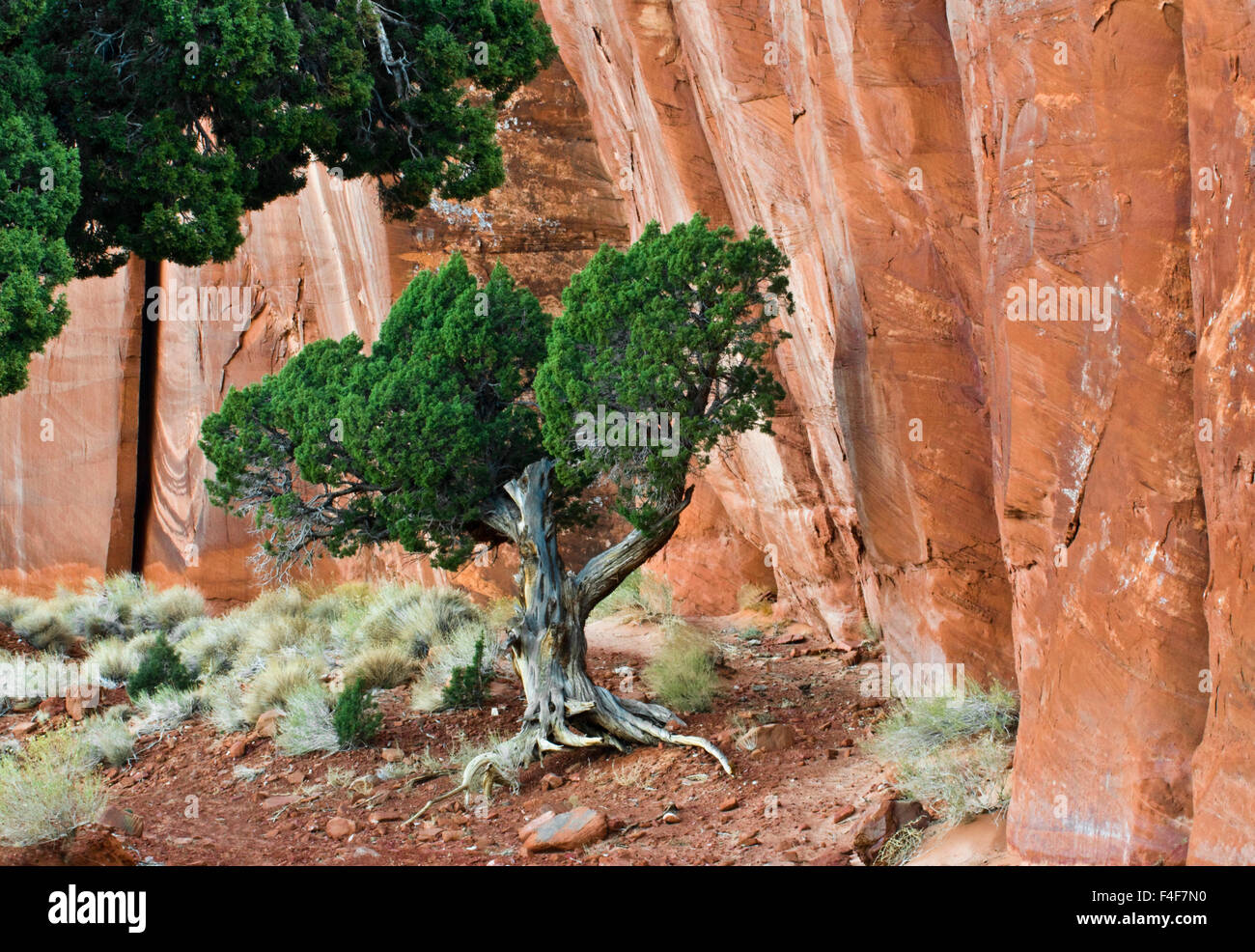 USA, Utah, Monument Valley Navajo Tribal Park. Juniper tree in canyon ...