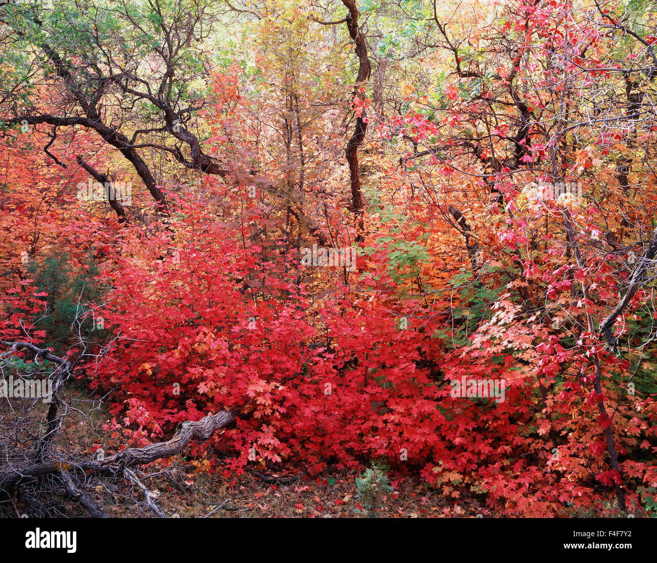 Understory red maple hi-res stock photography and images - Alamy